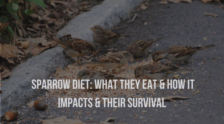 Baby Sparrows Diet